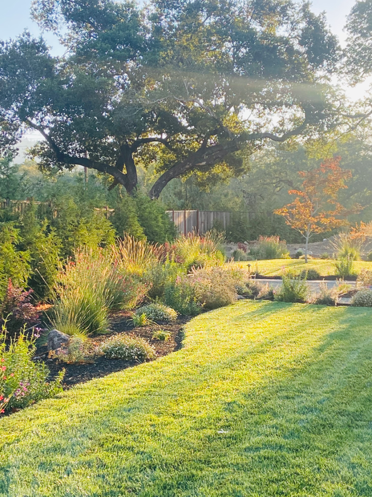 Consultation Services – Darcy's Garden